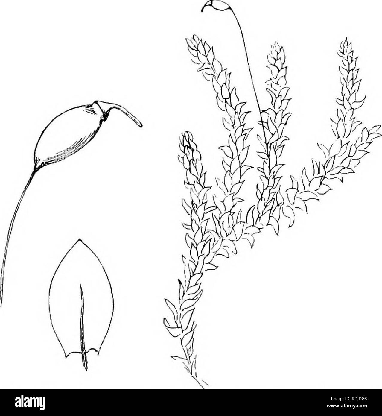 Suborbicular leaves Cut Out Stock Images & Pictures - Alamy