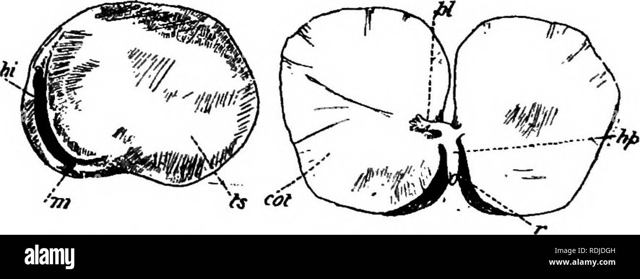 . Elementary botany . Botany. 4 ROOT AND SHOOT the testa is occupied by ...