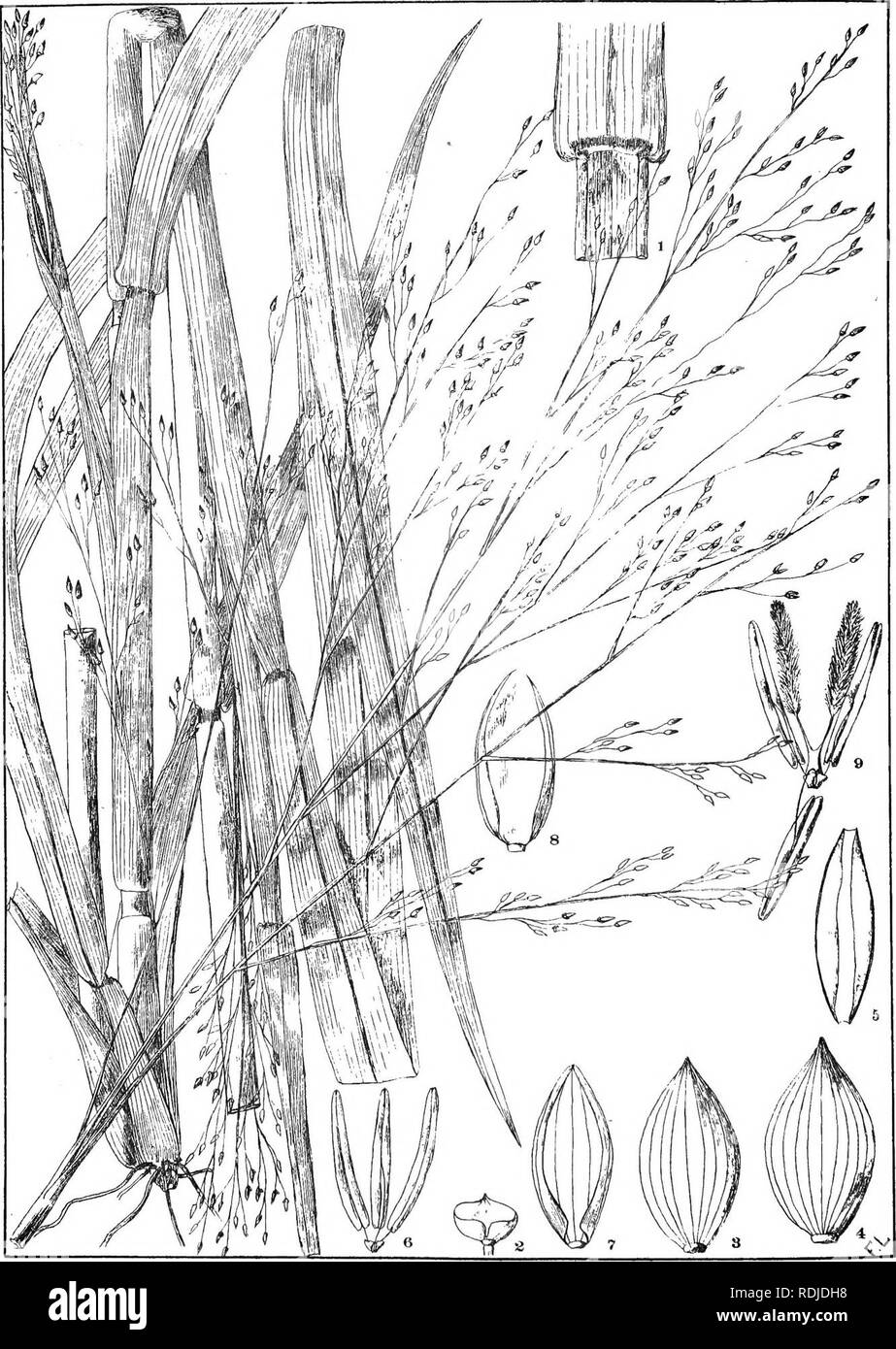 . Natal plants : Descriptions and figures of Natal indigenous plants ...