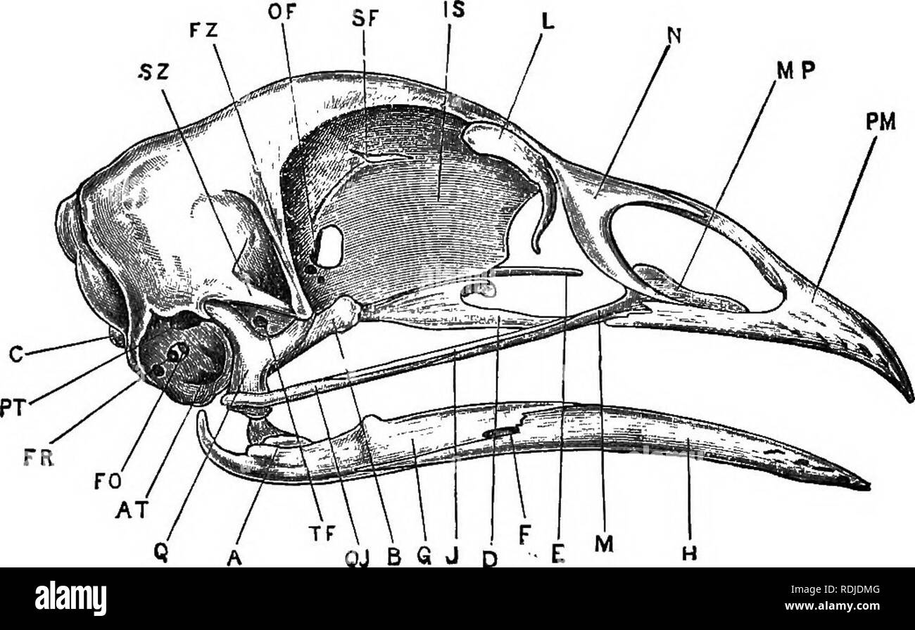 . A junior course of practical zoology. Zoology. 376 SKELETON OF THE ...