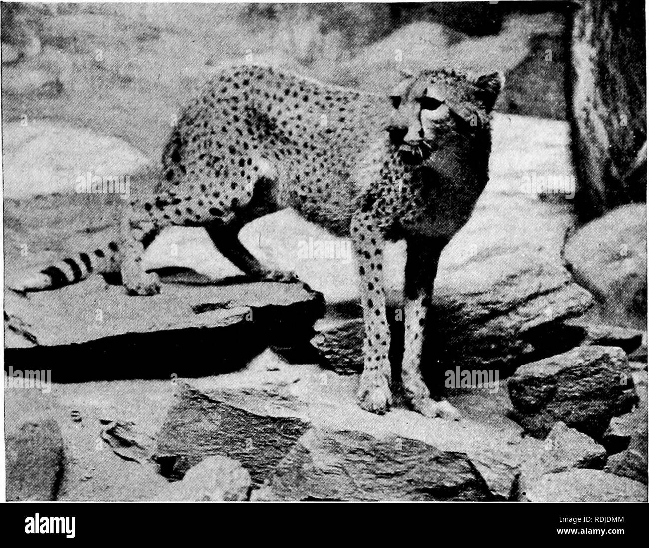 Cheetah in zoos Black and White Stock Photos & Images - Alamy