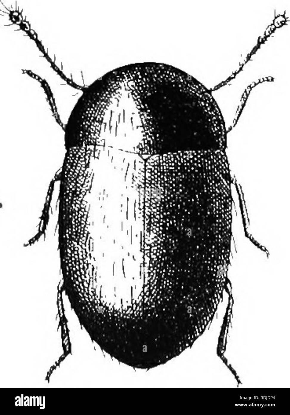 . An illustrated descriptive catalogue of the coleoptera or beetles ...