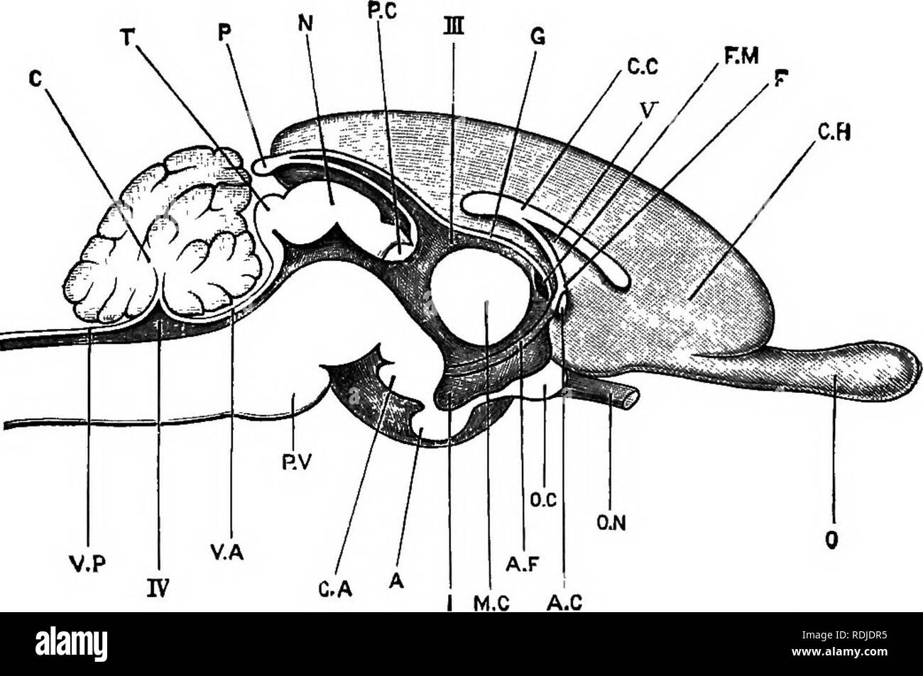 . A junior course of practical zoology. Zoology. THE BEAIN 353 The ...