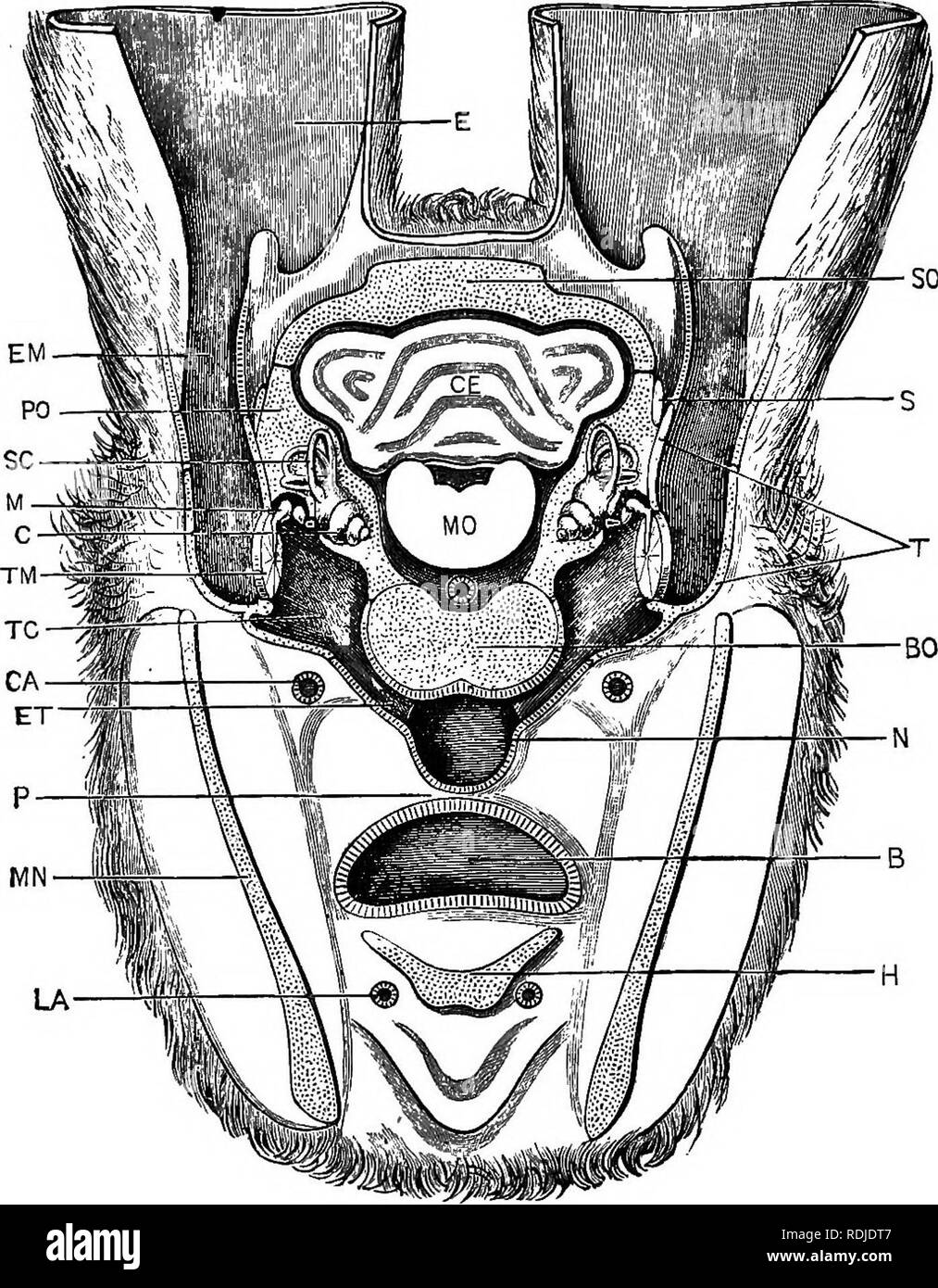 . A junior course of practical zoology. Zoology. 312 DISSECTION OF THE ...
