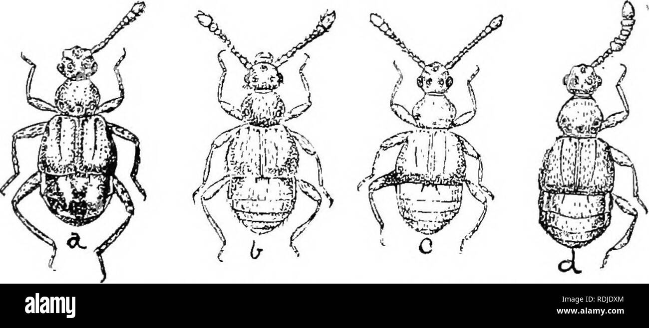 Bryaxis Black and White Stock Photos & Images - Alamy