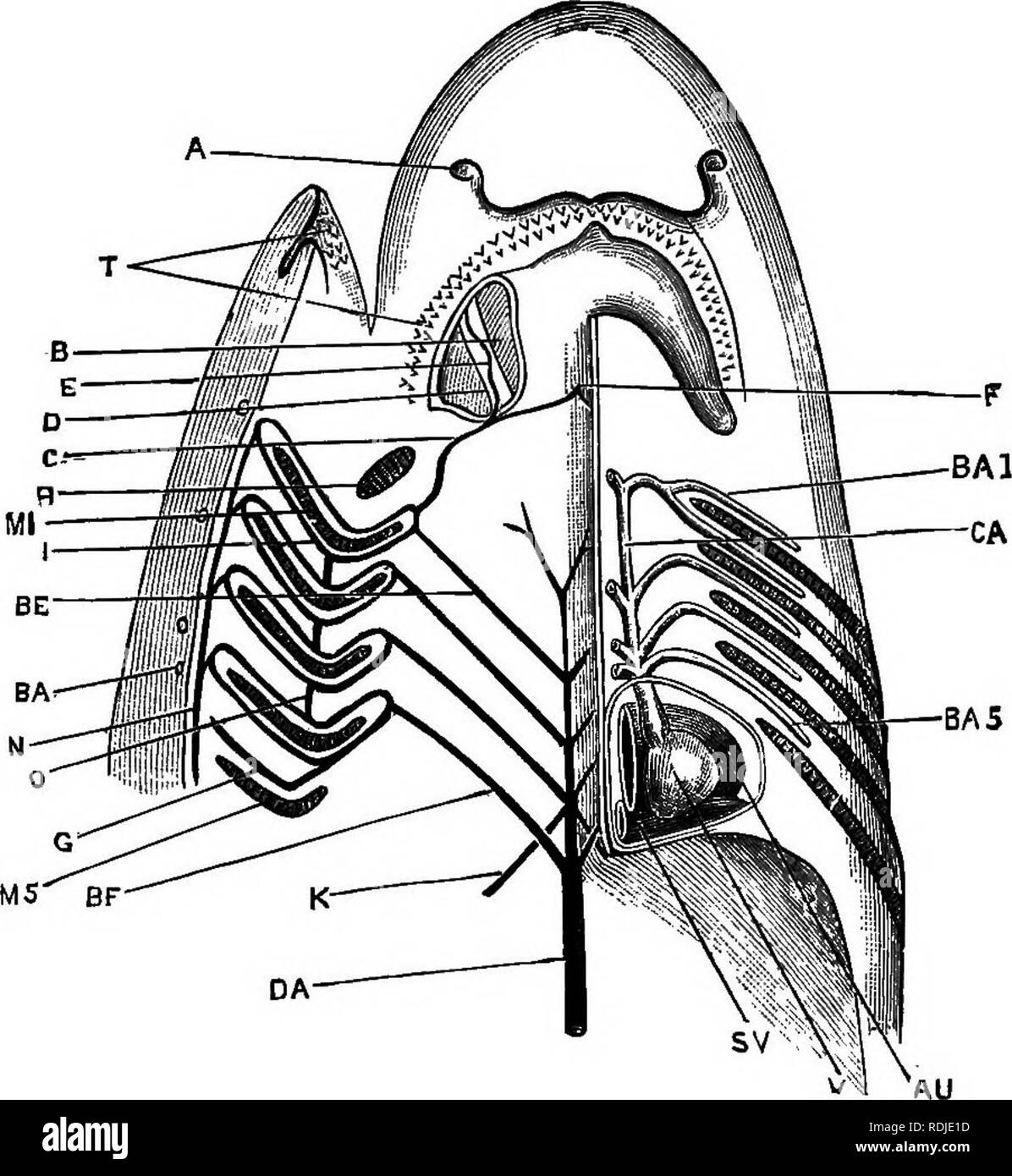 Dissected Heart Stock Photos & Dissected Heart Stock Images - Alamy
