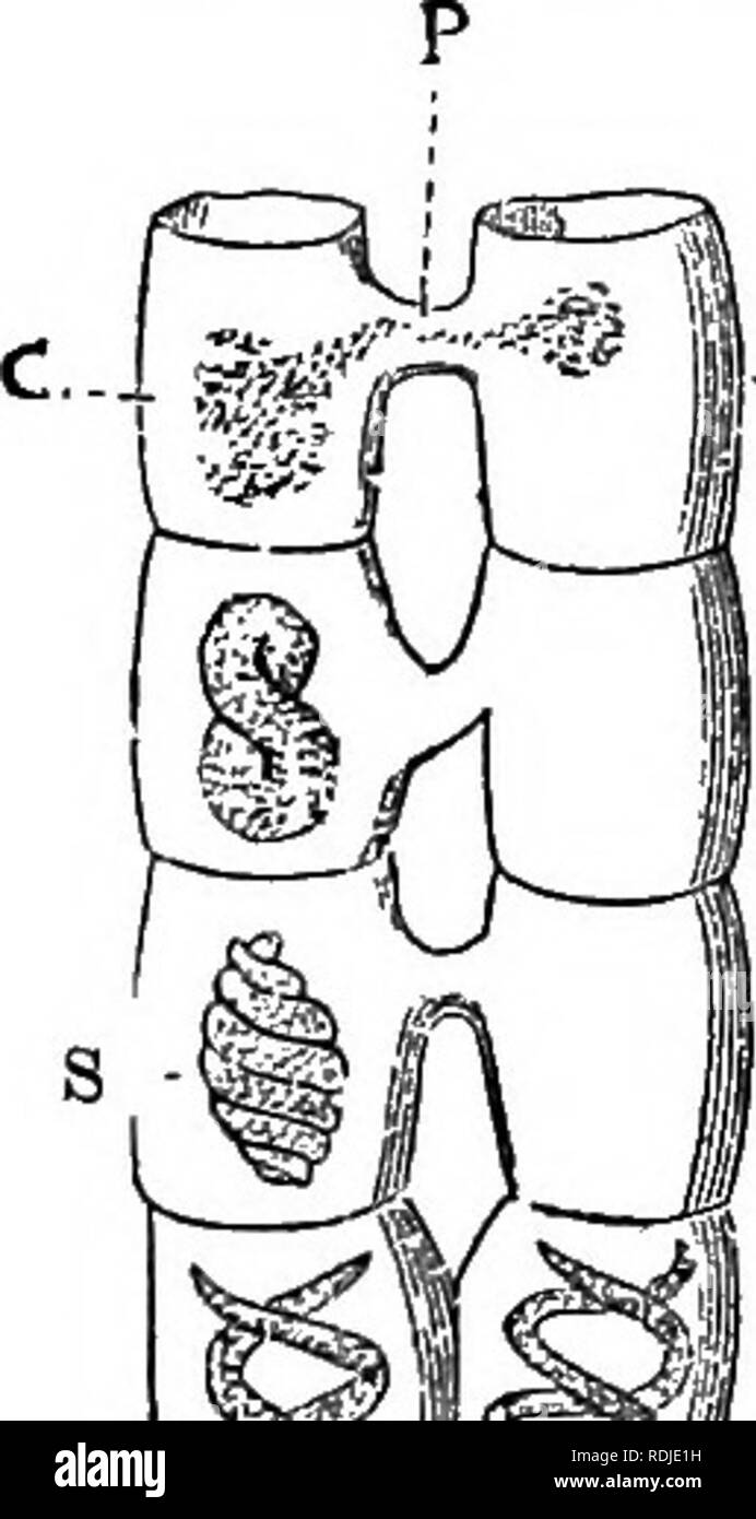 Primordial cell hi-res stock photography and images - Alamy