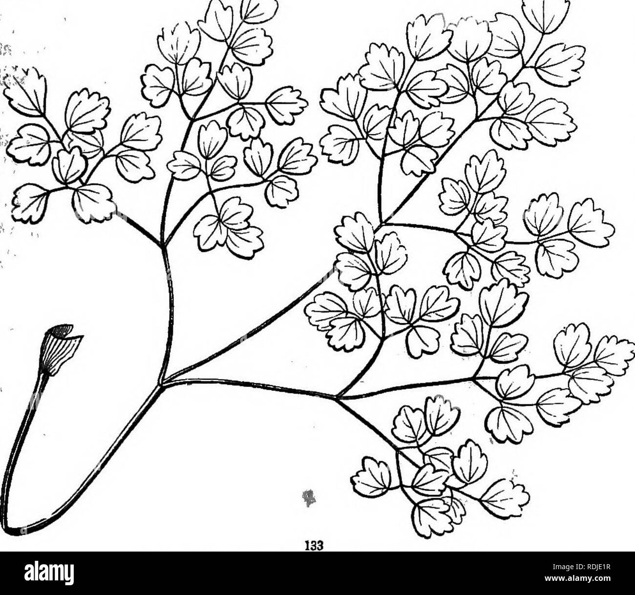 Awl shaped leaves Black and White Stock Photos & Images - Alamy