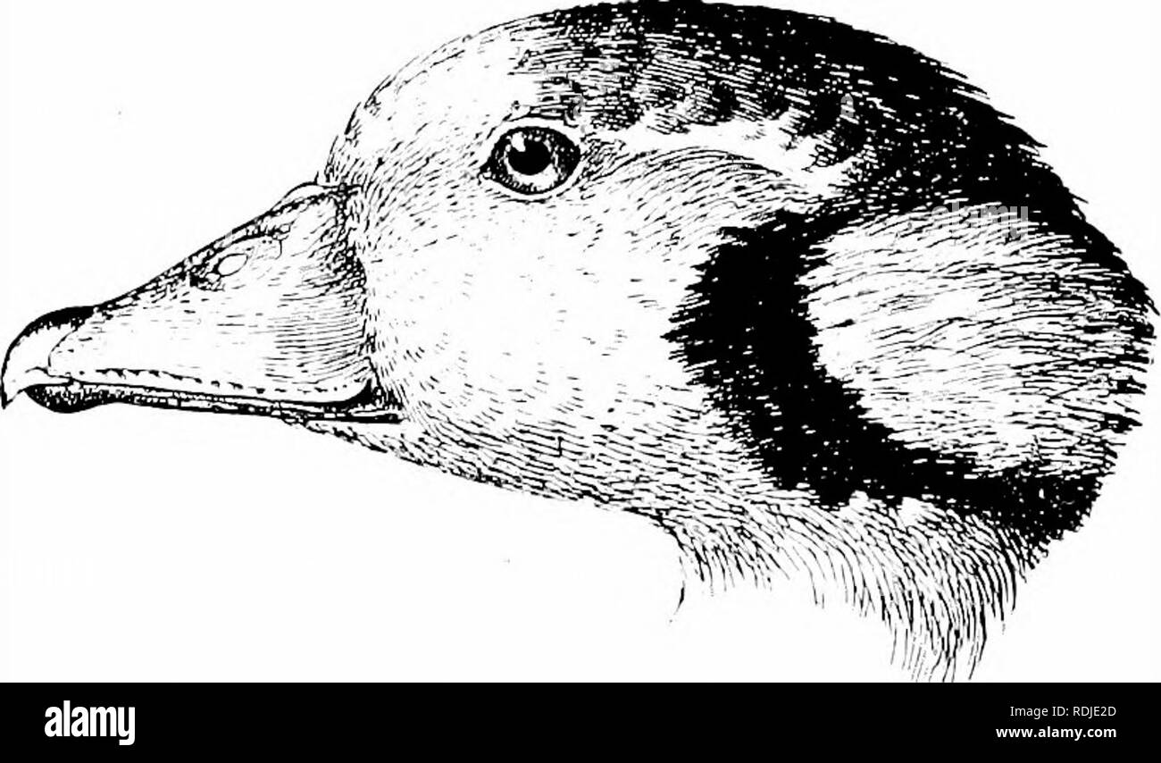 Dwarf ibis hi-res stock photography and images - Alamy