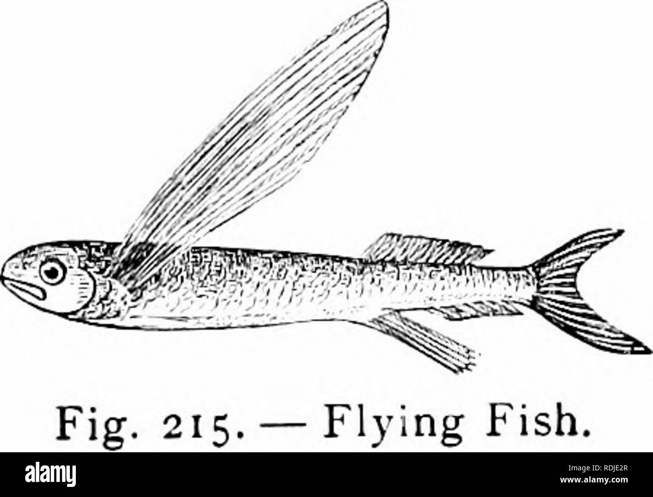 Soft finned Black and White Stock Photos & Images - Alamy