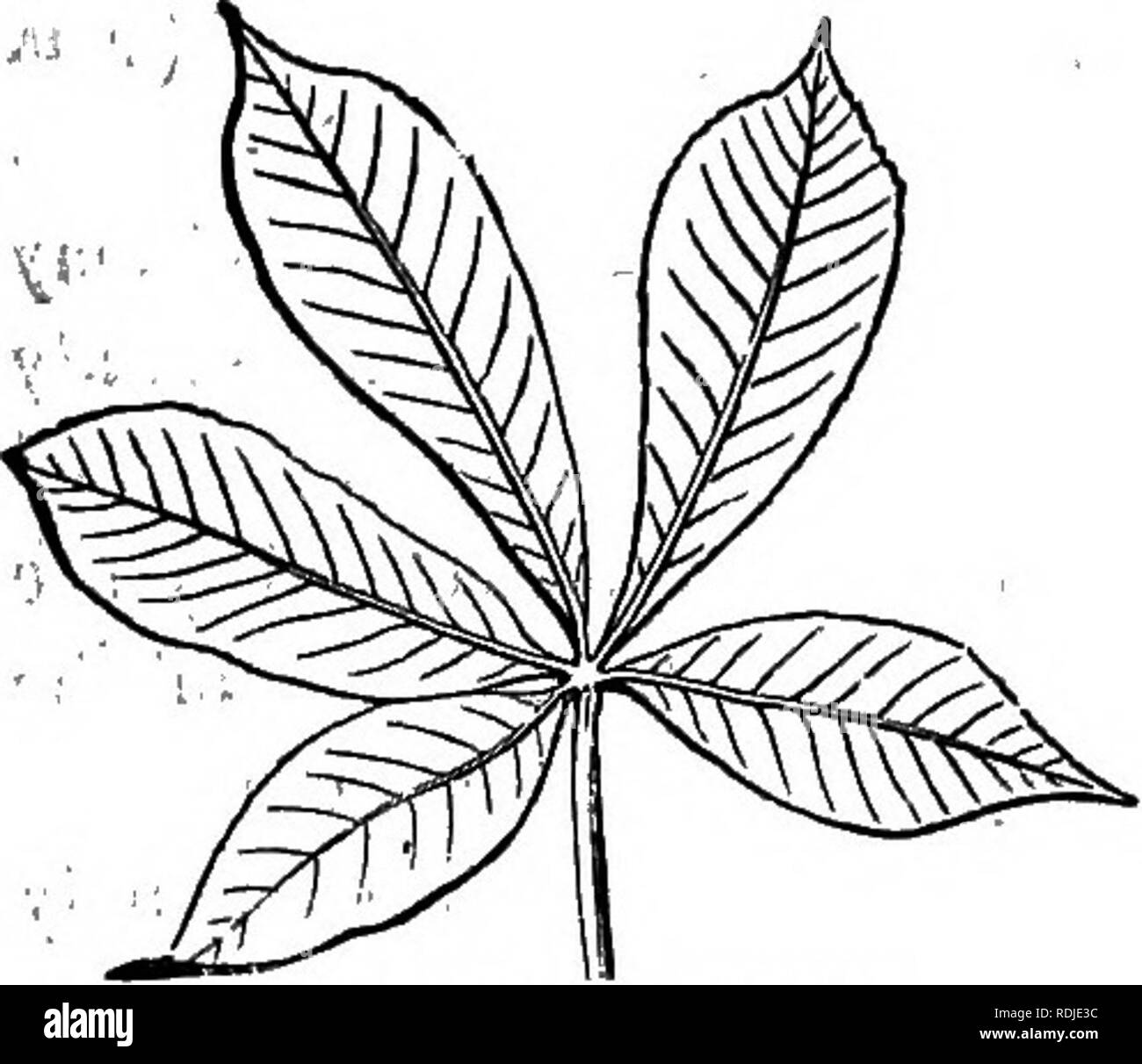 . Botany for young people and common schools : how plants grow, a ...