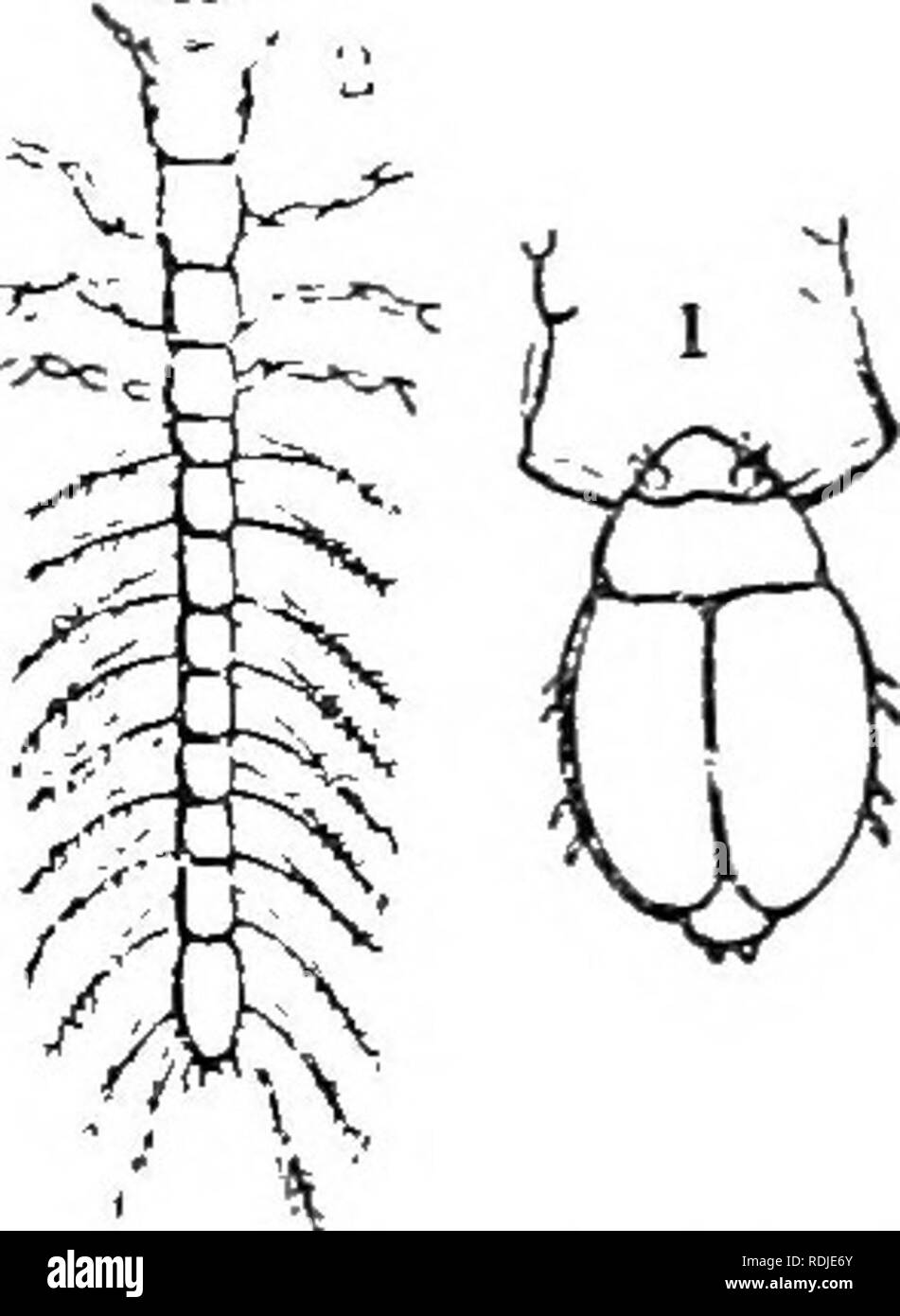 . An illustrated descriptive catalogue of the coleoptera or beetles ...