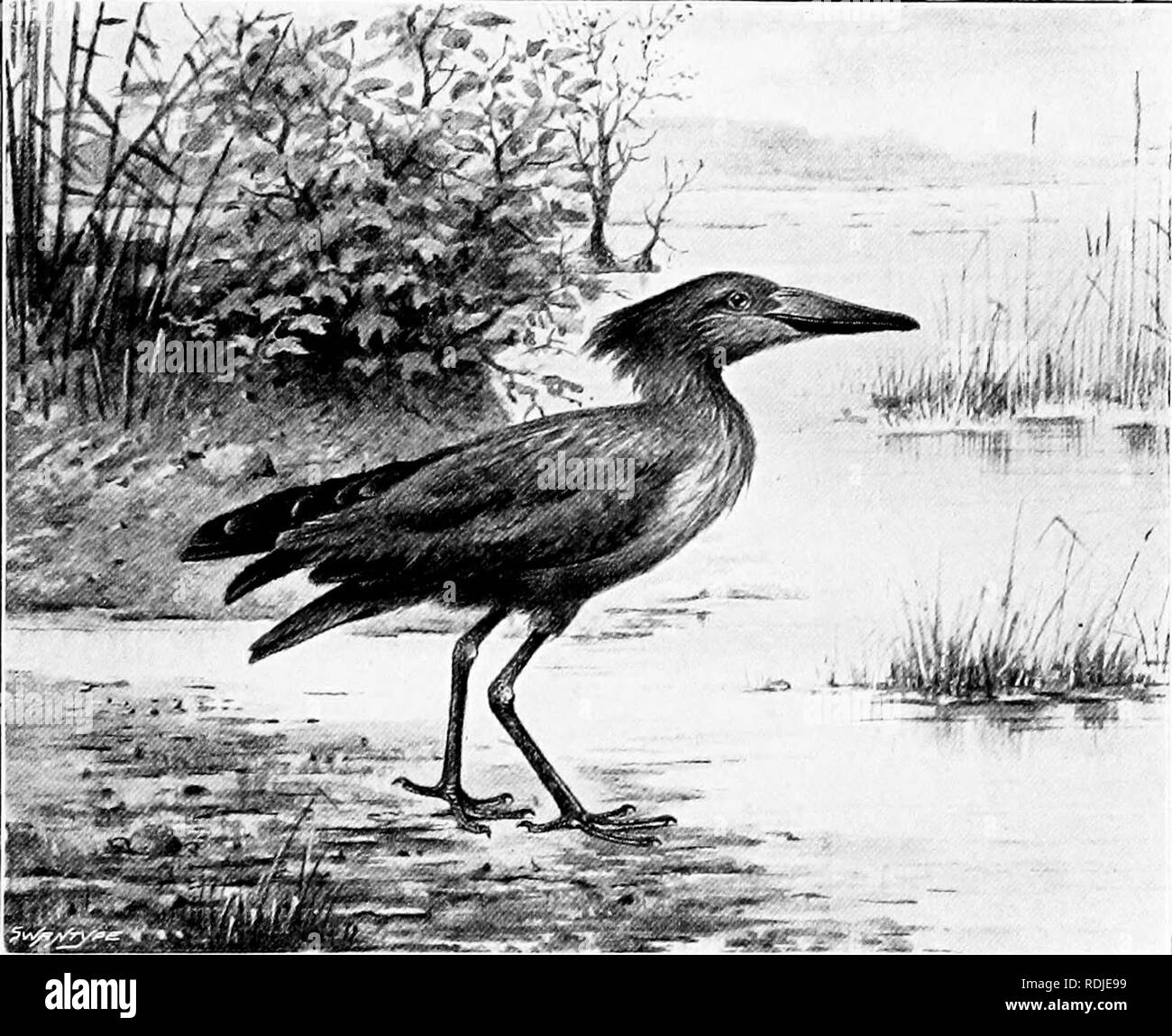 Standing motionless in the shallows hi-res stock photography and images ...