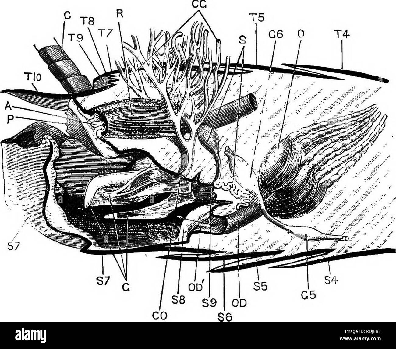 Unite the right 2 Black and White Stock Photos & Images - Alamy
