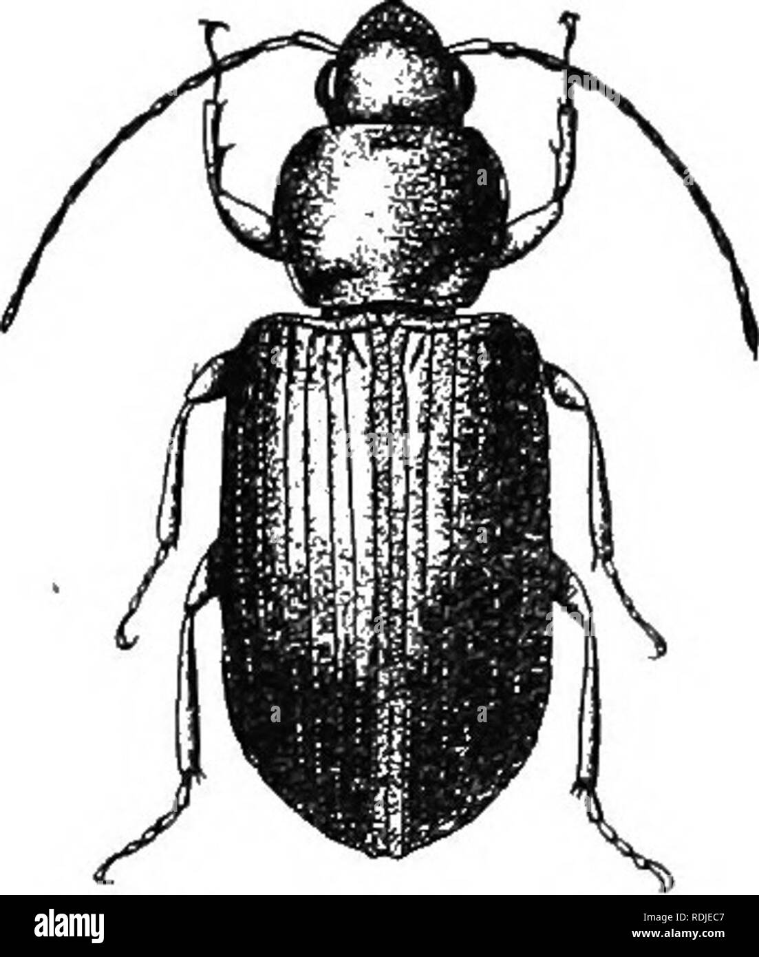 . An illustrated descriptive catalogue of the coleoptera or beetles ...