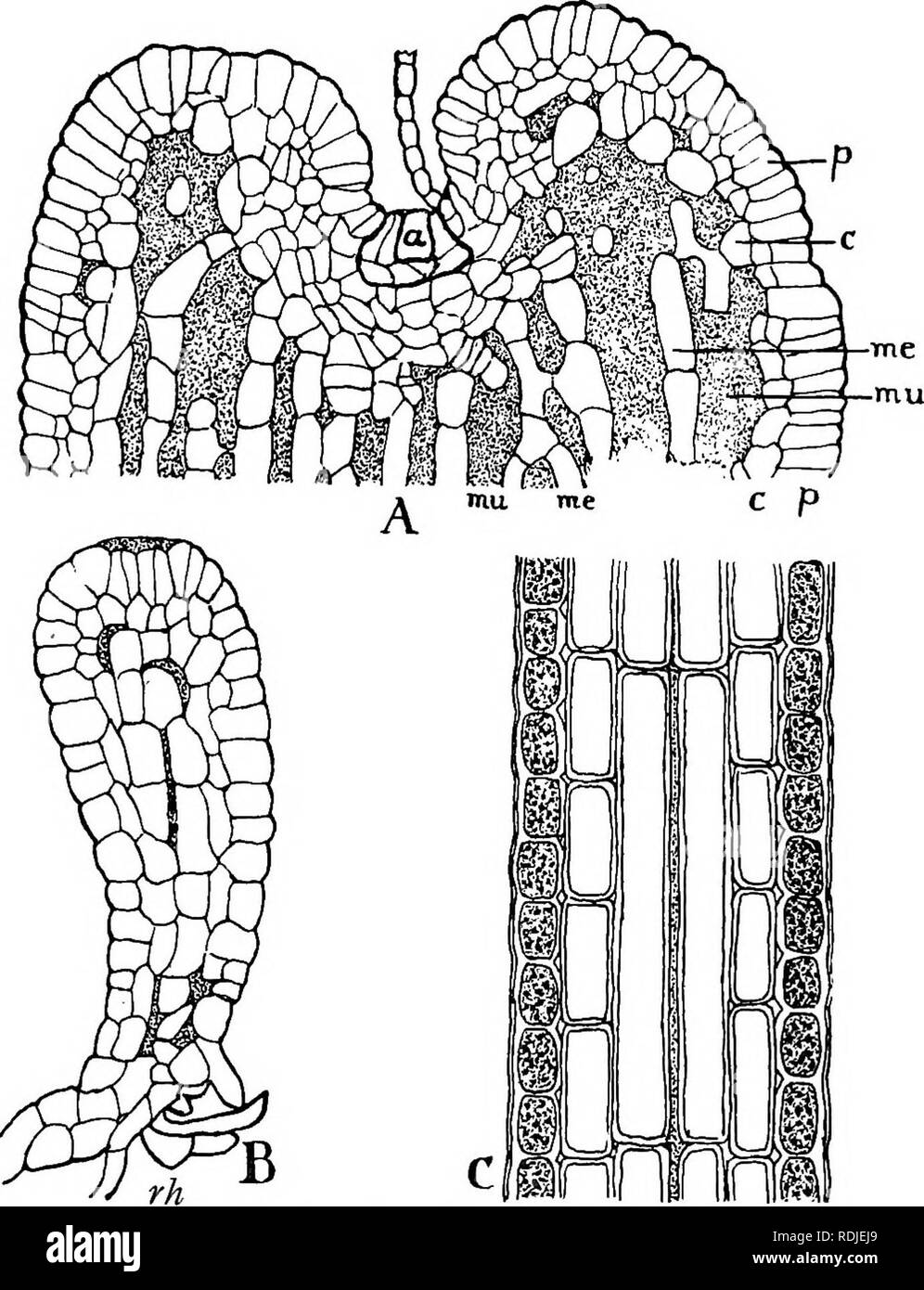 Photosynthetic tissue Black and White Stock Photos & Images - Alamy