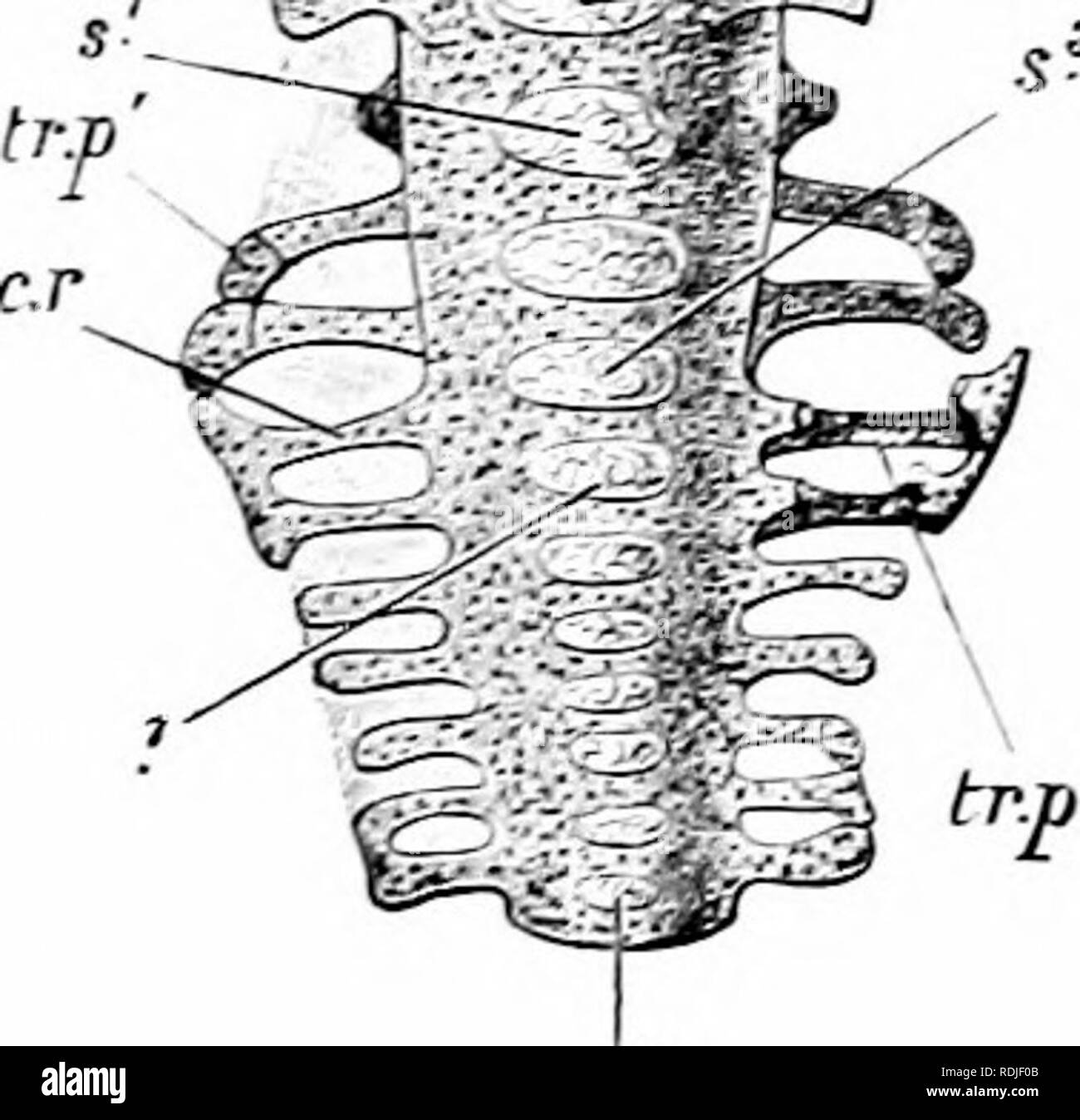 . A manual of zoology. PHYLUM CHORDATA 465 I p fe^ -^ mm-. and the ...