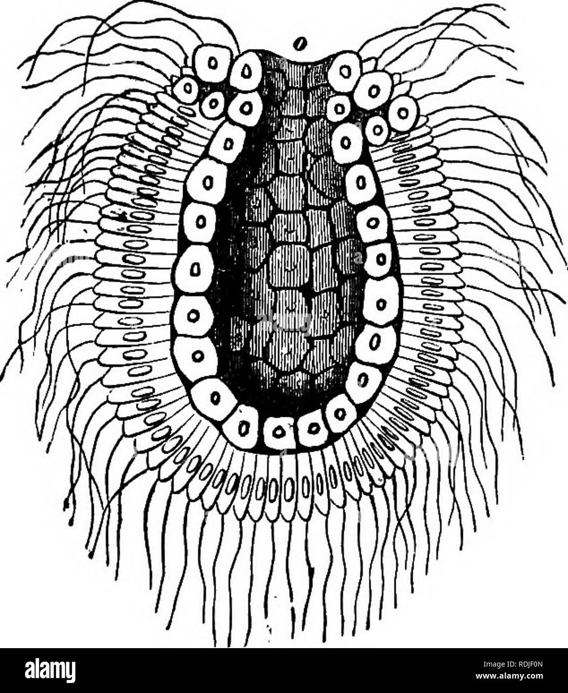 Cross Section Of A Typical Sponge