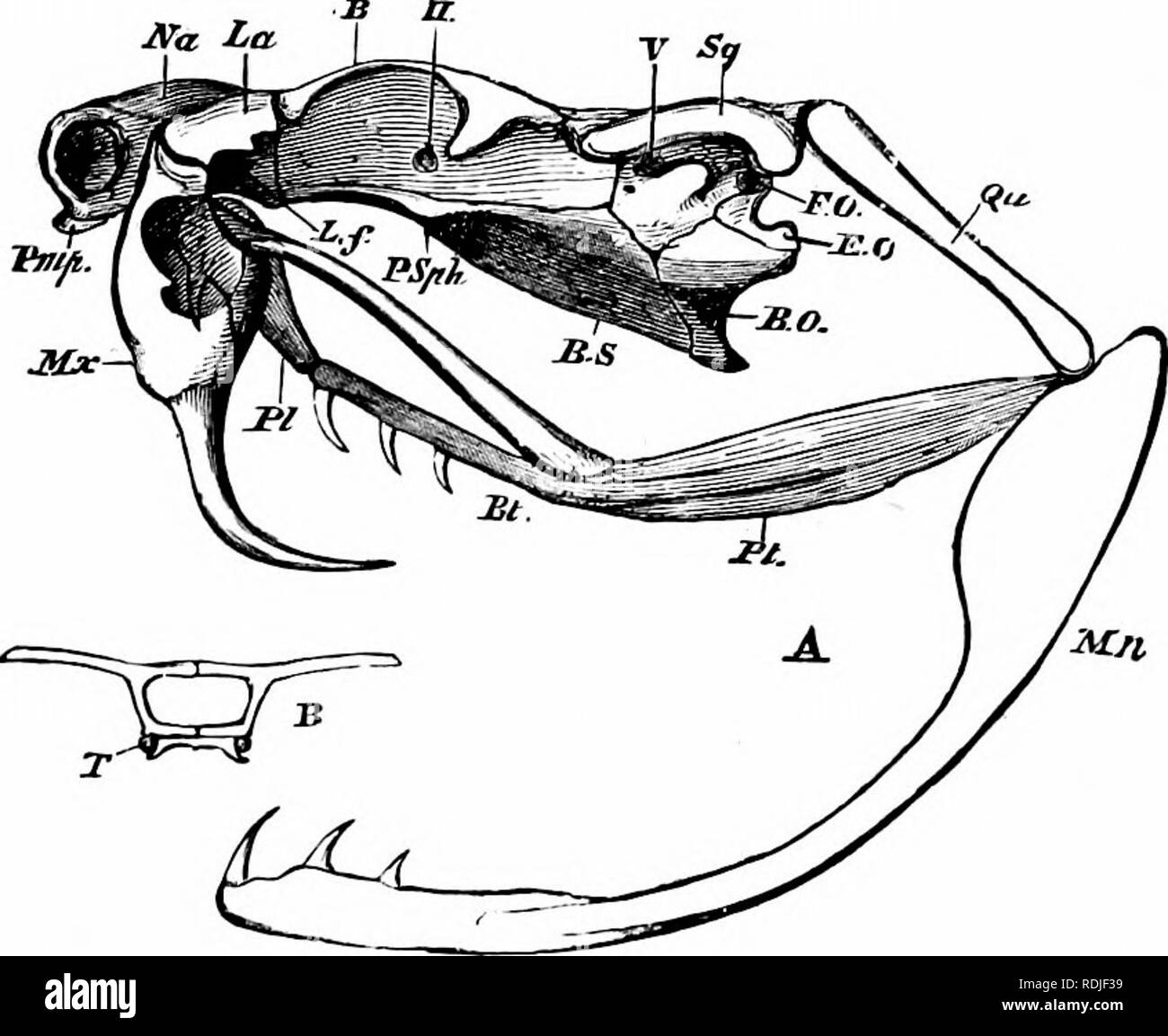 Phylum Chordata Labeled Diagram