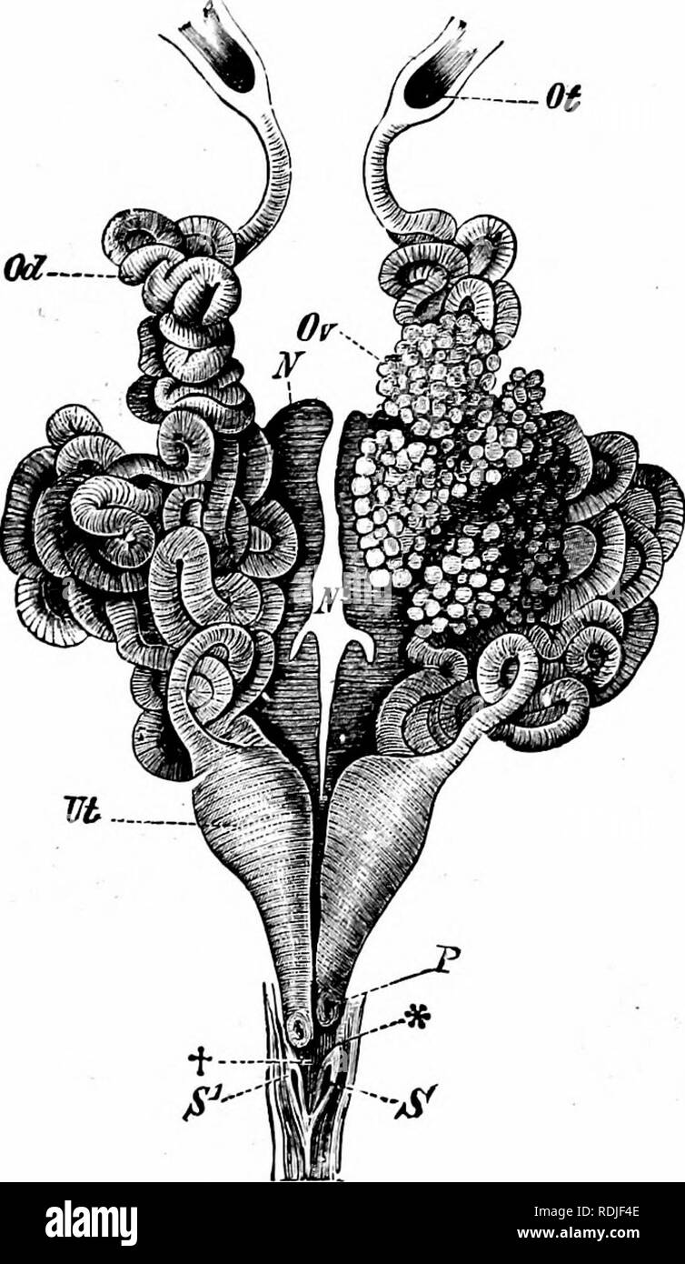 . A manual of zoology. XII PHYLUM CHORDATA 429 When the embryo escapes ...