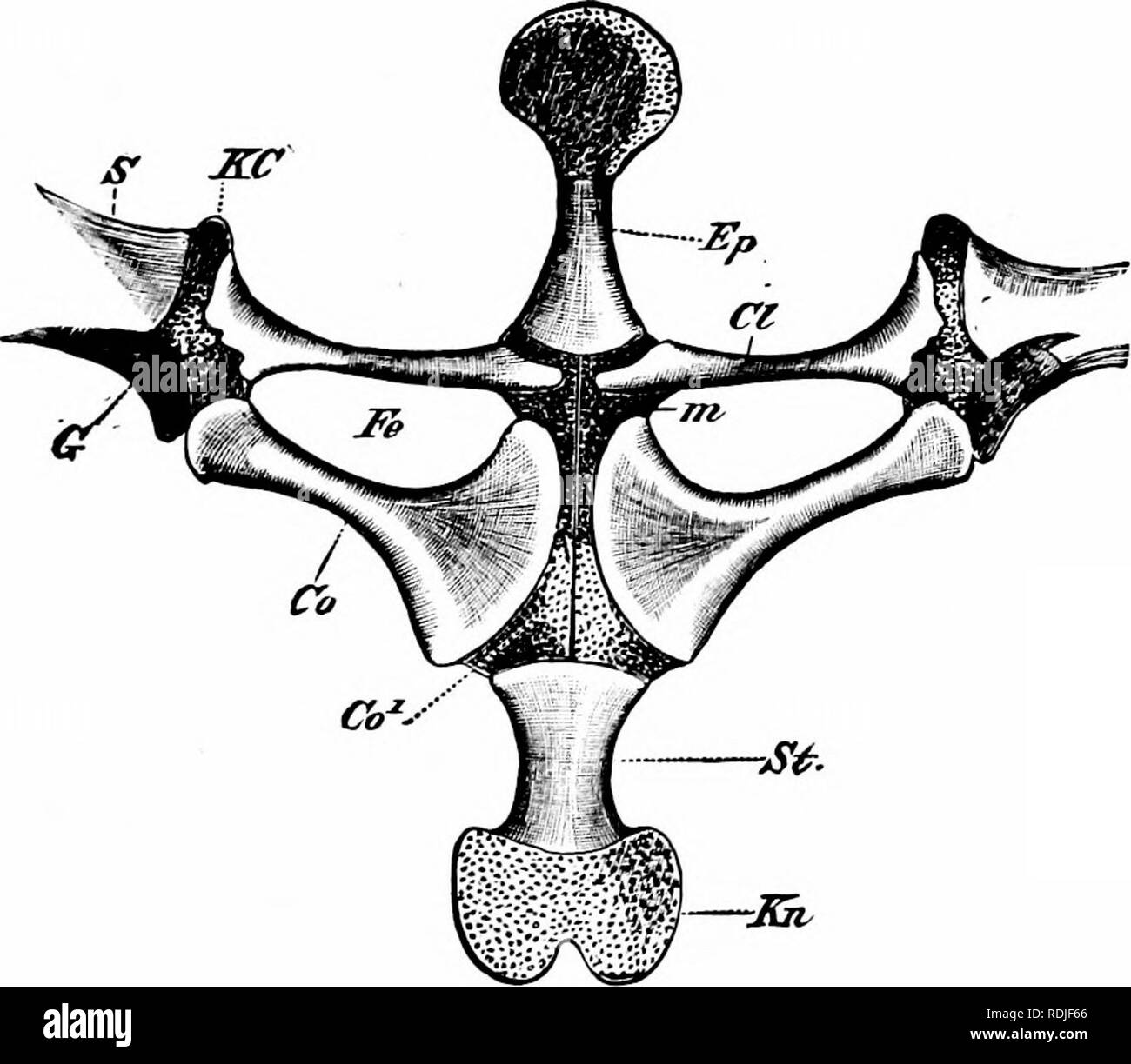 Xiphisternum hi-res stock photography and images - Alamy