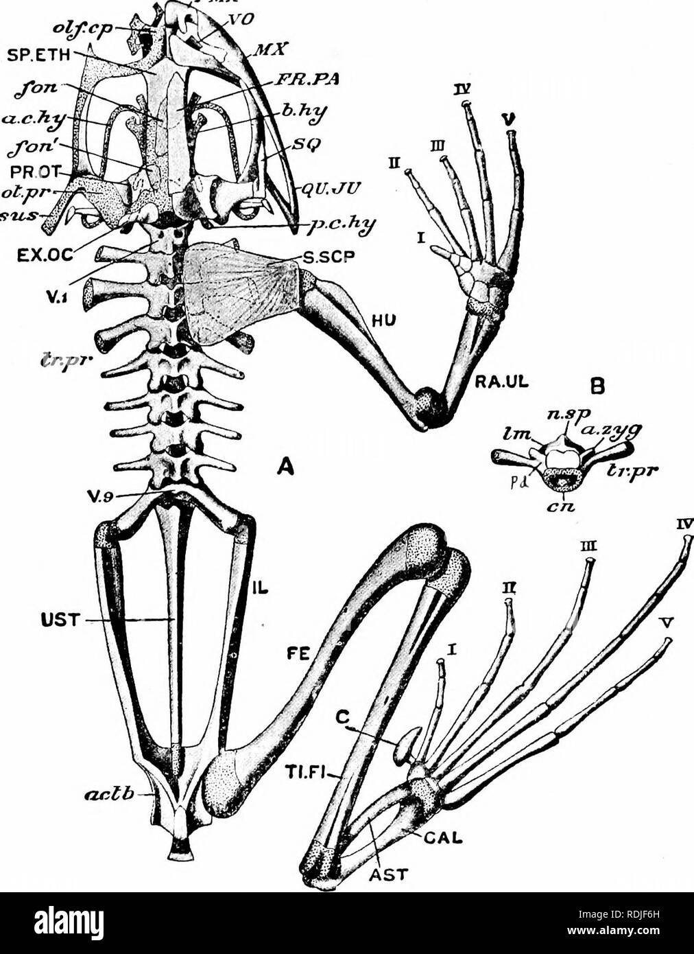 . A manual of zoology. ,FMX SP.ETH. aclb Fig 247. — Rana temporaria. A ...