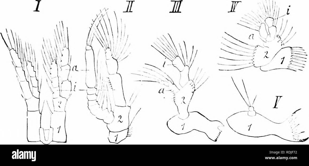 Structure de castor hi-res stock photography and images - Alamy