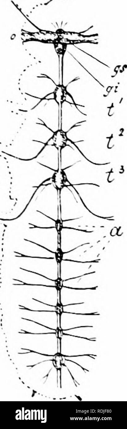 . A manual of zoology. Zoology. 54 ARTHROrODA ladder-like nervous ...