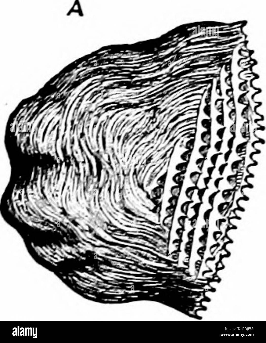 Ganoid scales hi-res stock photography and images - Alamy