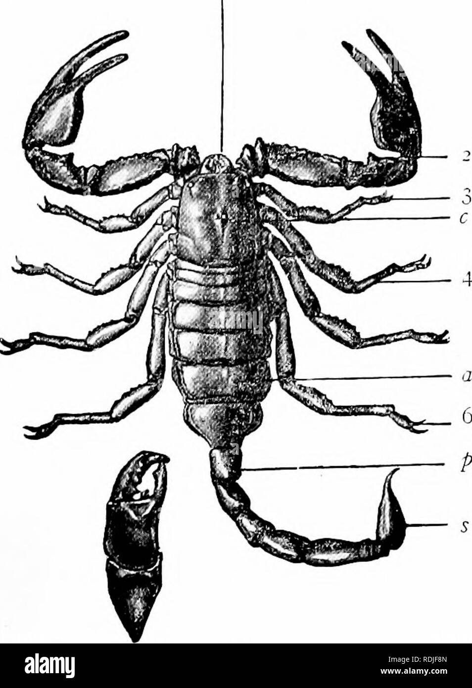 Pedipalpi hi-res stock photography and images - Alamy