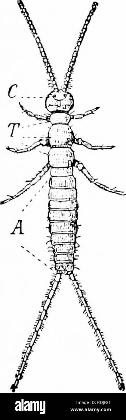 Chitin Arthropods