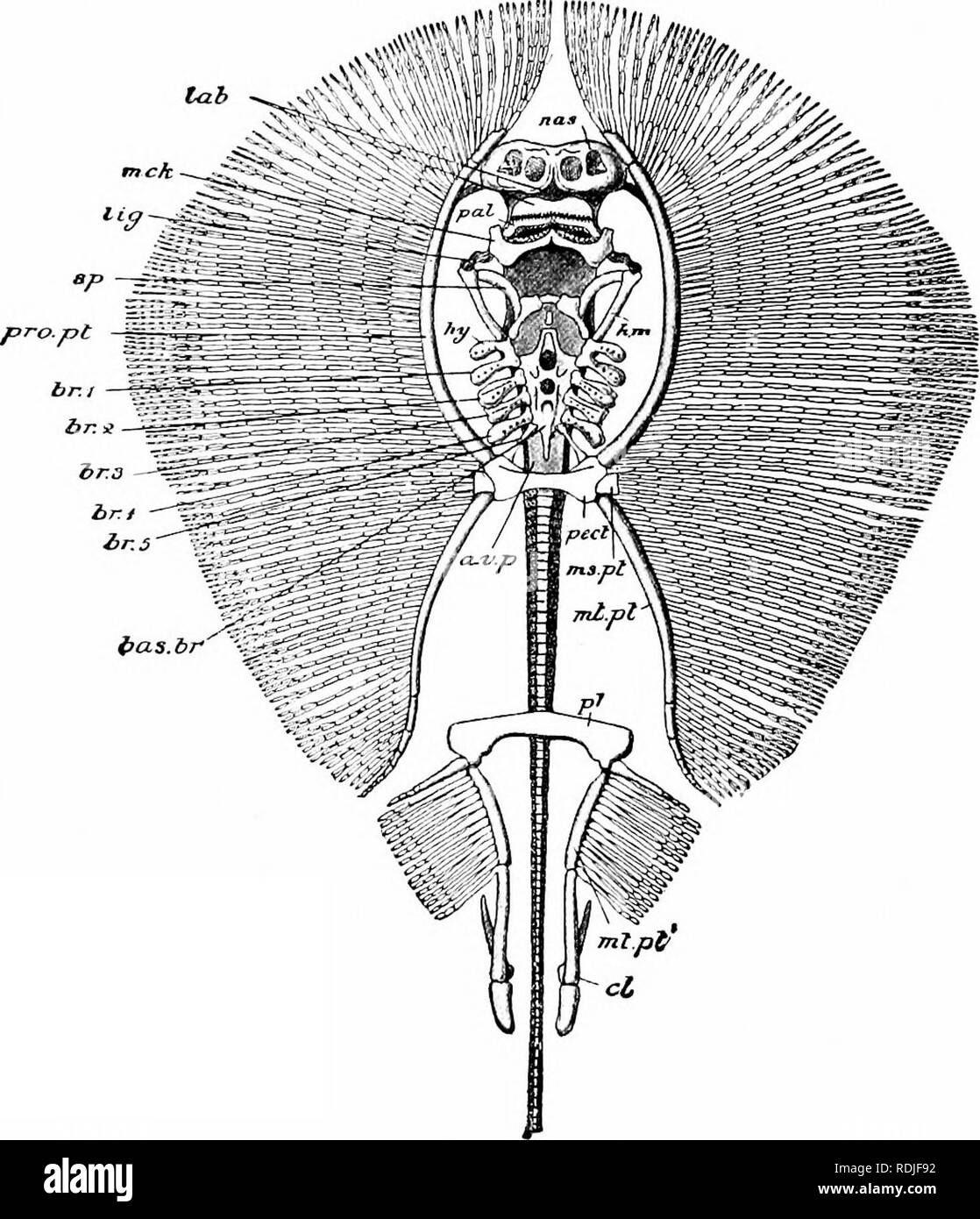. A manual of zoology. 39° MANUAL OF ZOOLOGY may be nearly completely ...
