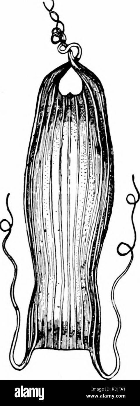 Mere gland Black and White Stock Photos & Images - Alamy