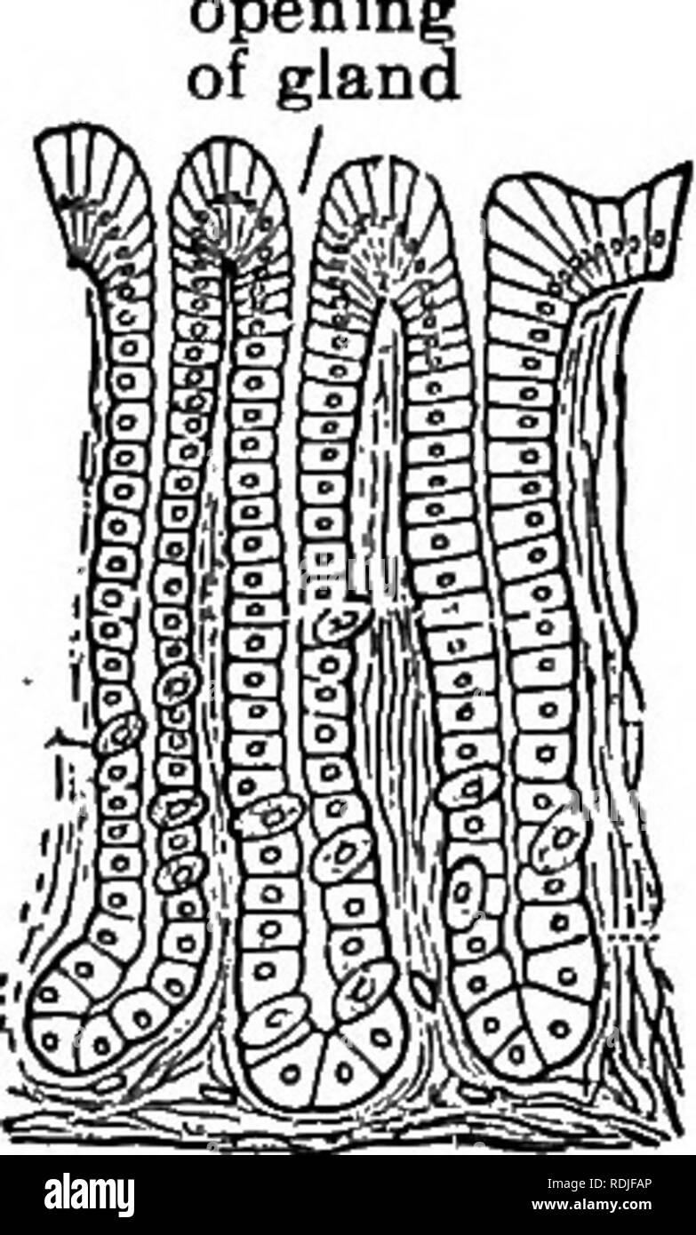 Gullet passage Black and White Stock Photos & Images - Alamy