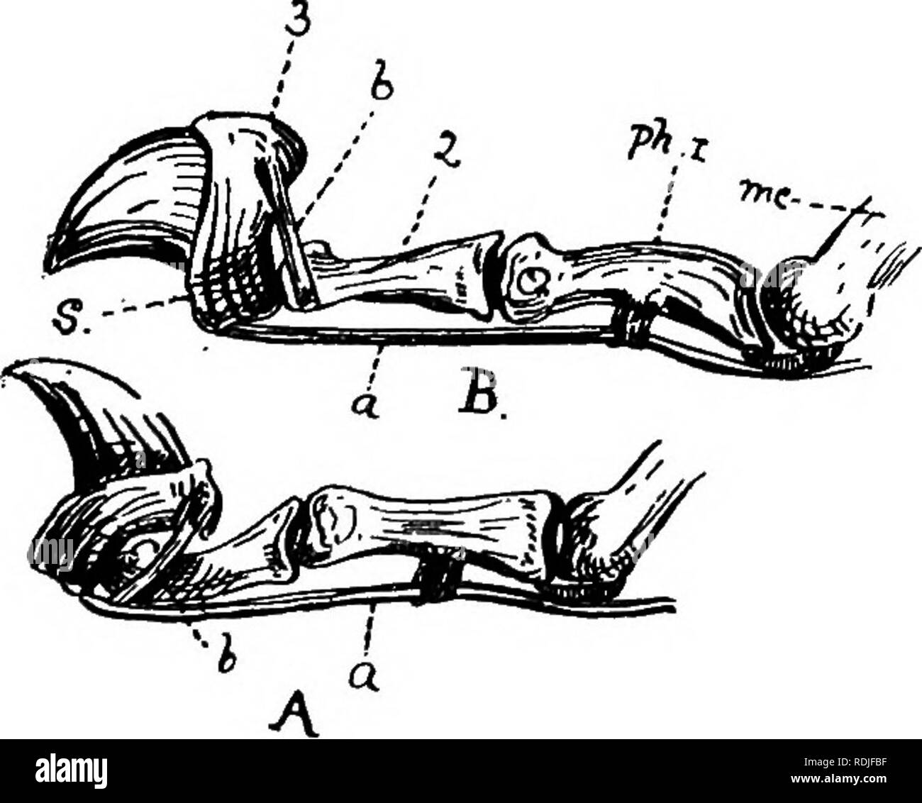 . A text-book of agricultural zoology. Zoology, Economic. 466 MAMMAUA ...