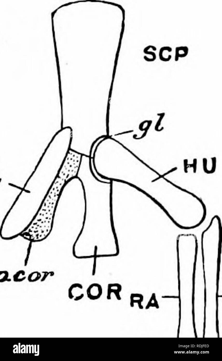 . A manual of zoology. PHYLUM CHORDATA 34i rabbit the skeleton of the ...