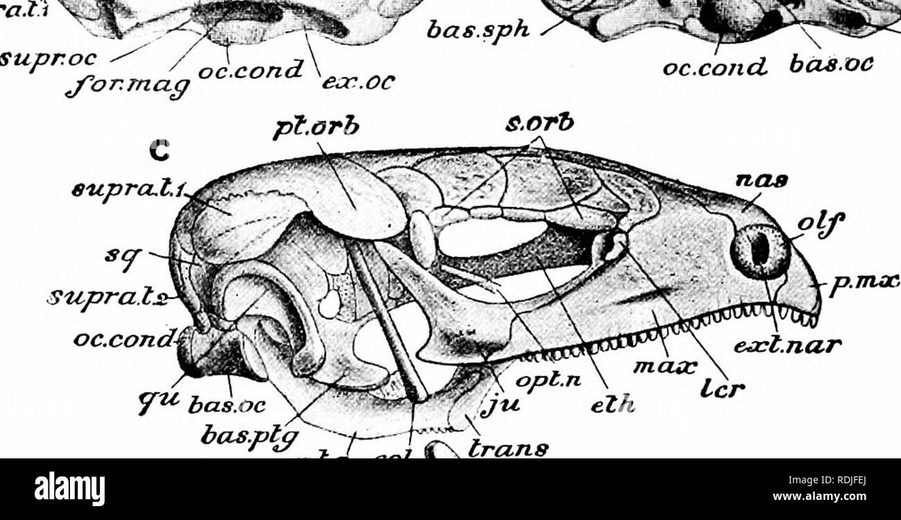 External Nares Stock Photos & External Nares Stock Images - Alamy