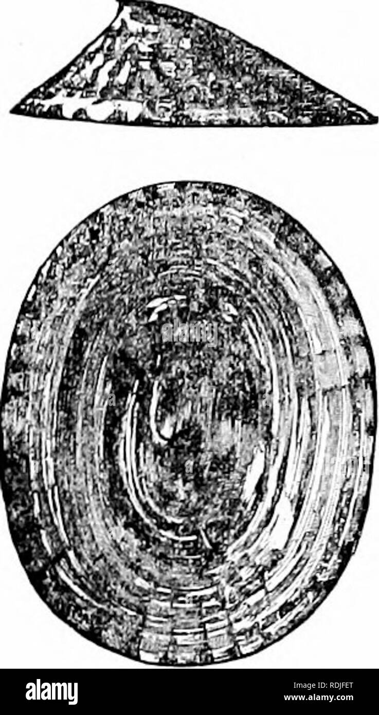 . A manual of zoology. Zoology. IV. GASTEROPODA; PROSOBRANCHIA 333 In ...