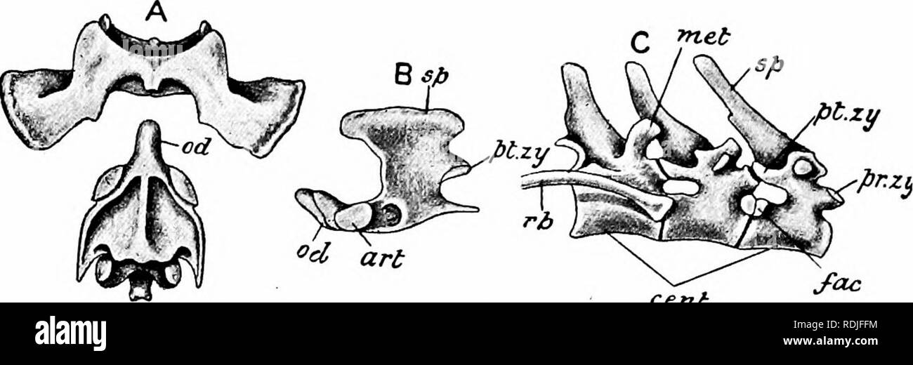 . A manual of zoology. 336 MANUAL OF ZOOLOGY thoracic region are ...
