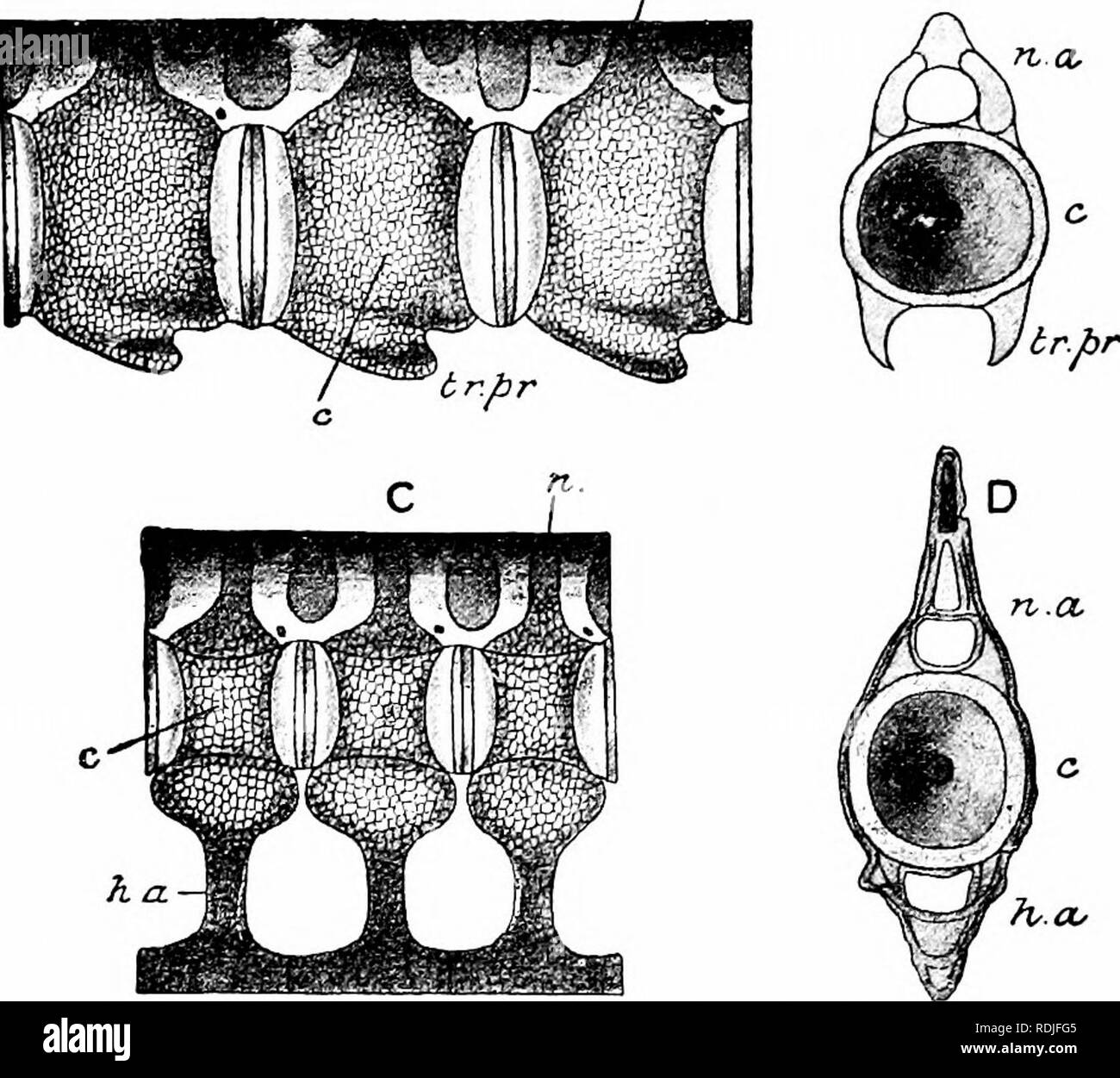 . A manual of zoology. 334 MANUAL OF ZOOLOGY neural arches enclose a ...