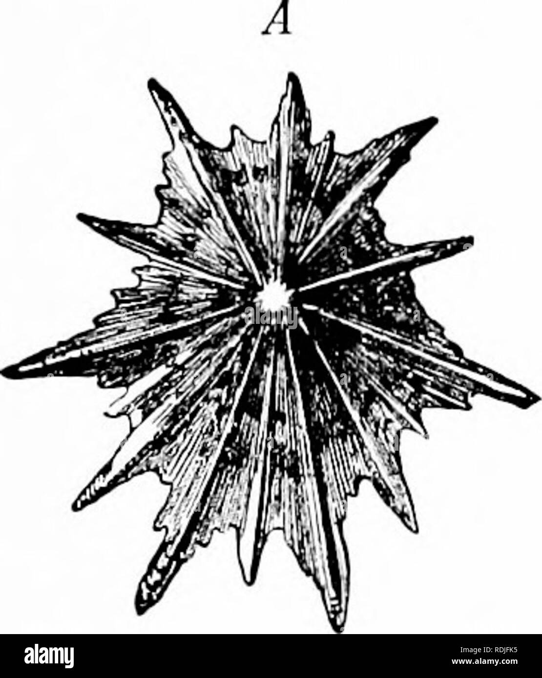 . A manual of zoology. Zoology. IV. GASTEROPODA 327 holostome shells ...