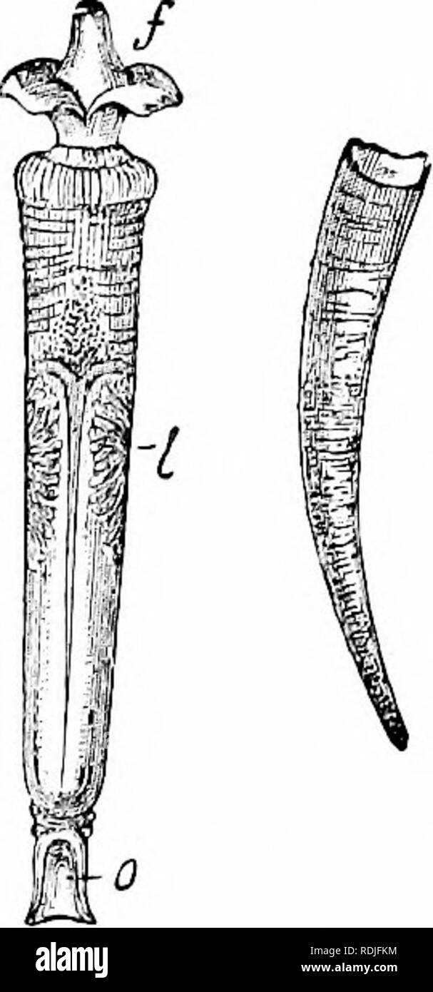 Teredo worm Cut Out Stock Images & Pictures - Alamy