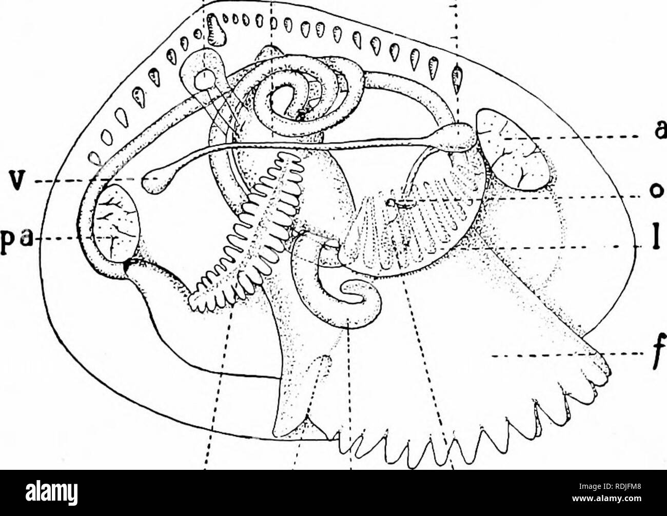 . A manual of zoology. Zoology. II. ACEPHALA: PROTOCHONCHLE 323 Order I ...