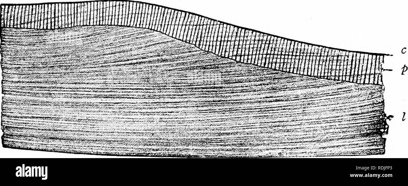 Upper and lower mantle Black and White Stock Photos & Images - Alamy