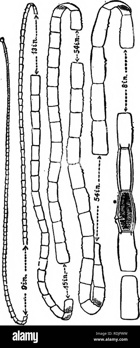 Pork worm Black and White Stock Photos & Images - Alamy