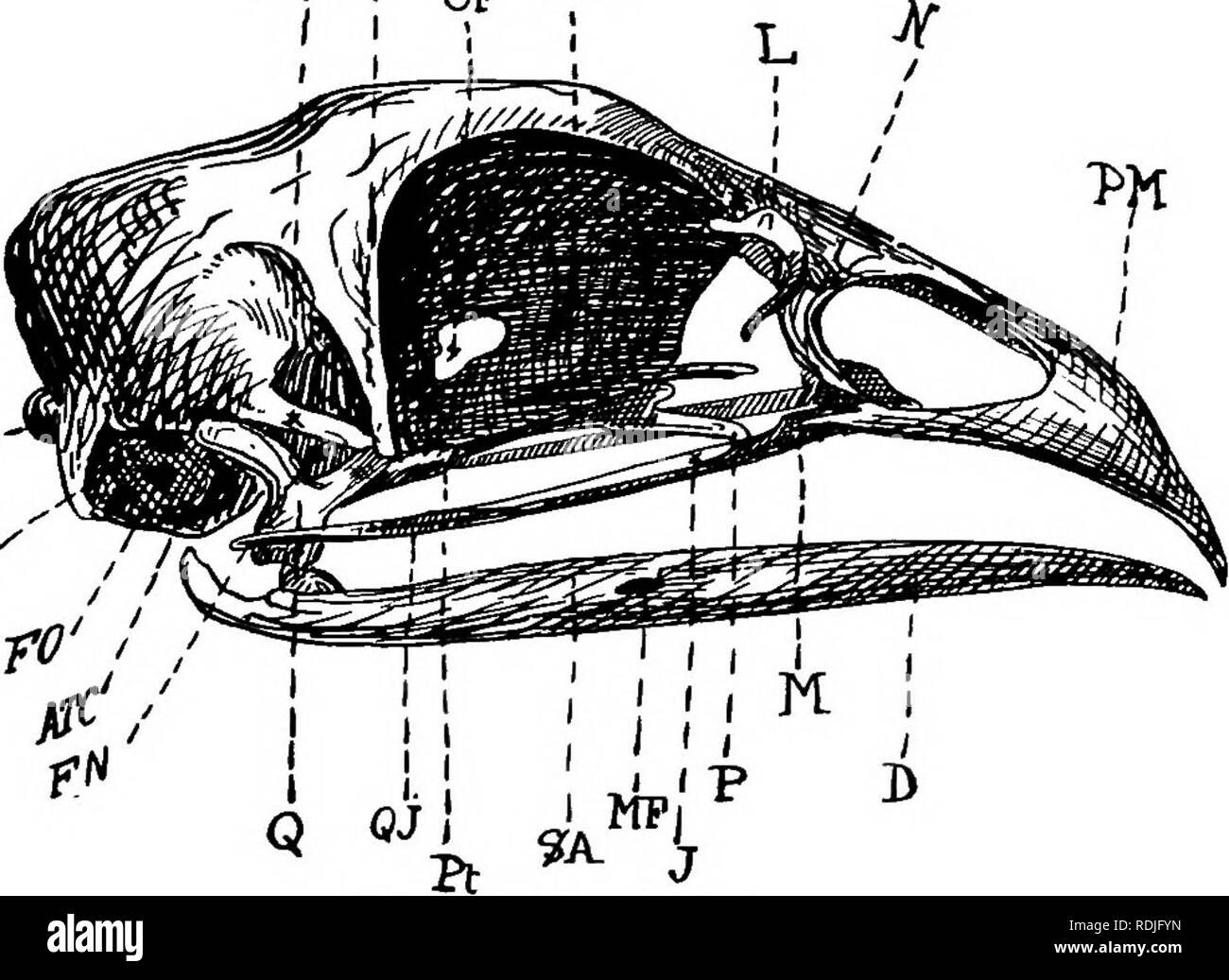 . A text-book of agricultural zoology. Zoology, Economic. THE SKELETON ...
