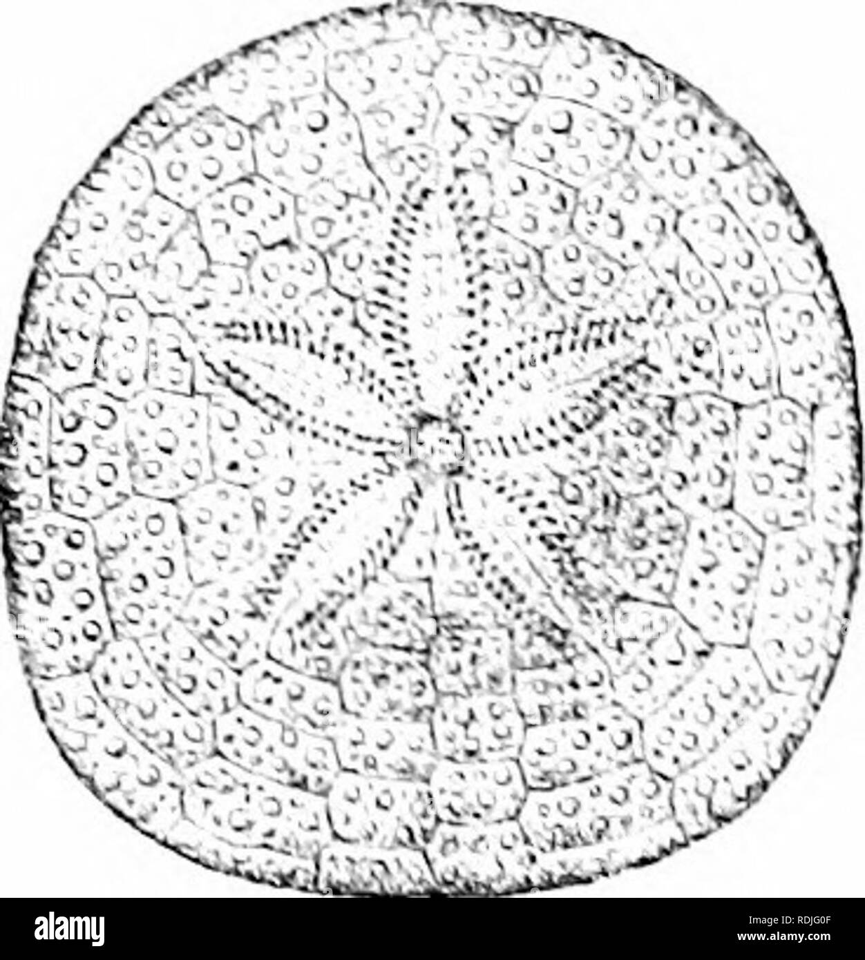 . A manual of zoology. Zoology. 304 ECIIIXODKRMA are situated the ...