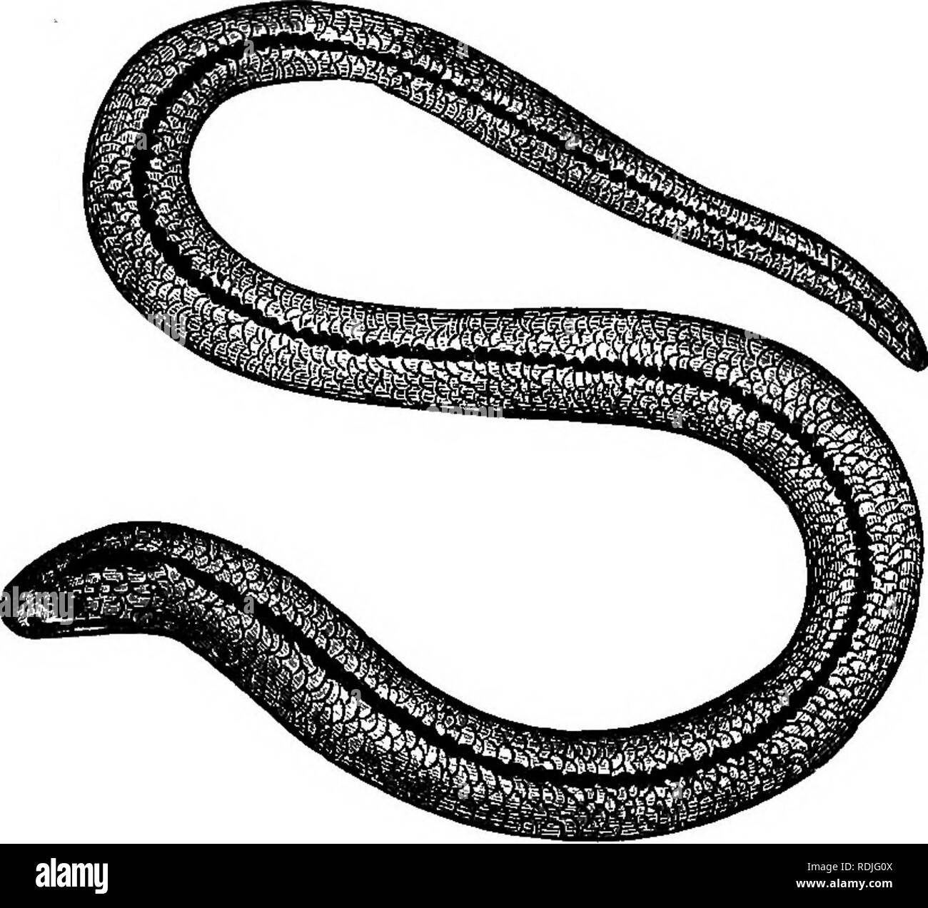 Why snake snakes hi-res stock photography and images - Alamy