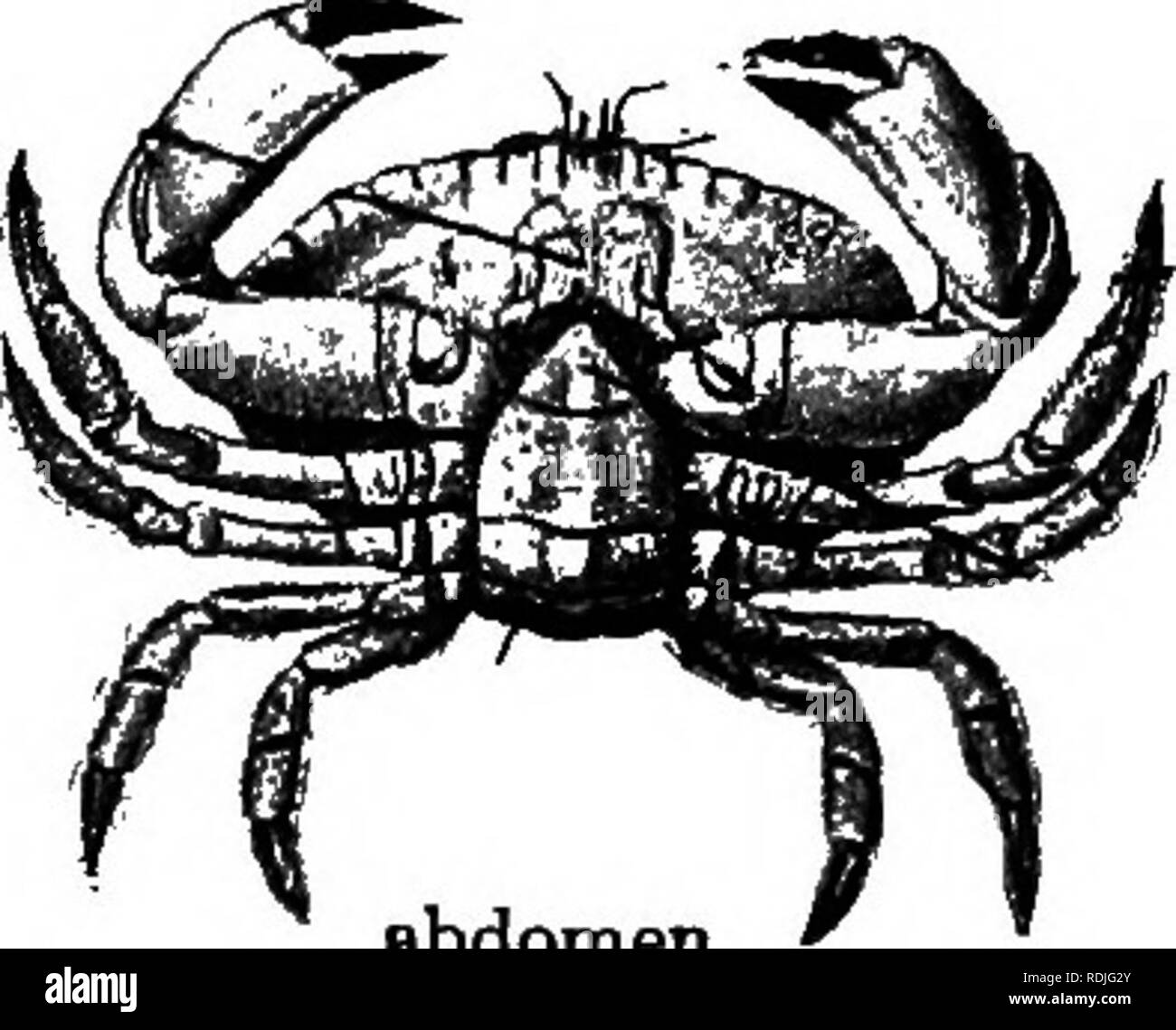 Cephalothorax Crab