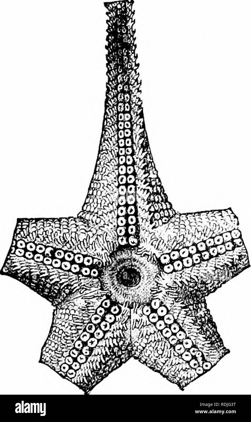 . A manual of zoology. Zoology. 29S ECHINODERMA forms. The cardiac ...